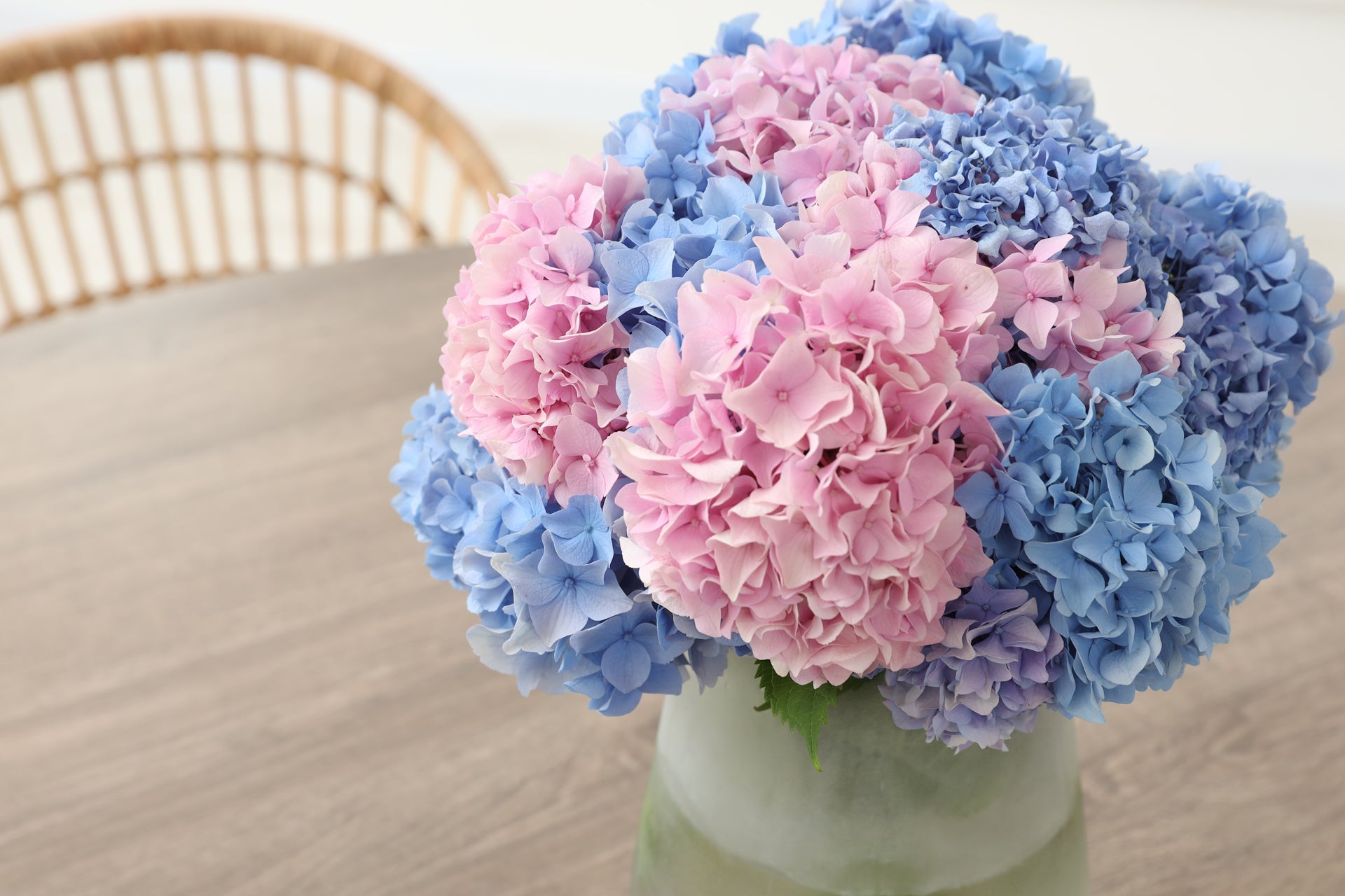 Hydrangeas flowers in Anchorage, AK | Hummel's Flowers Inc – Local ...